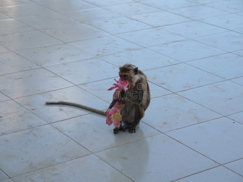 Monkey with lotus stock photo. Image of lotus, bipedal - 43069778