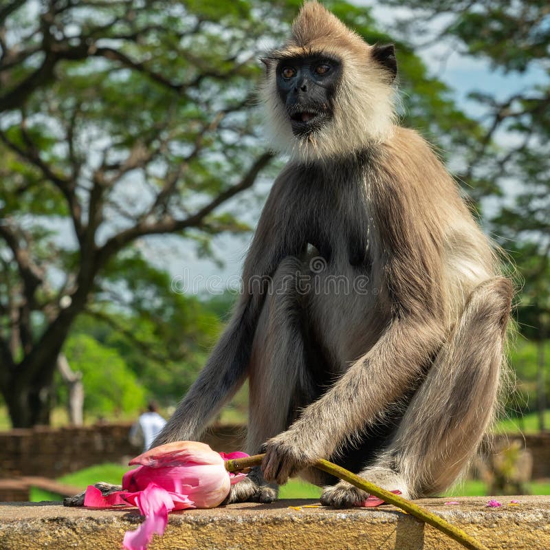 Monkey with Lotus Flower, Sri Lanka Stock Photo - Image of cute, march ...