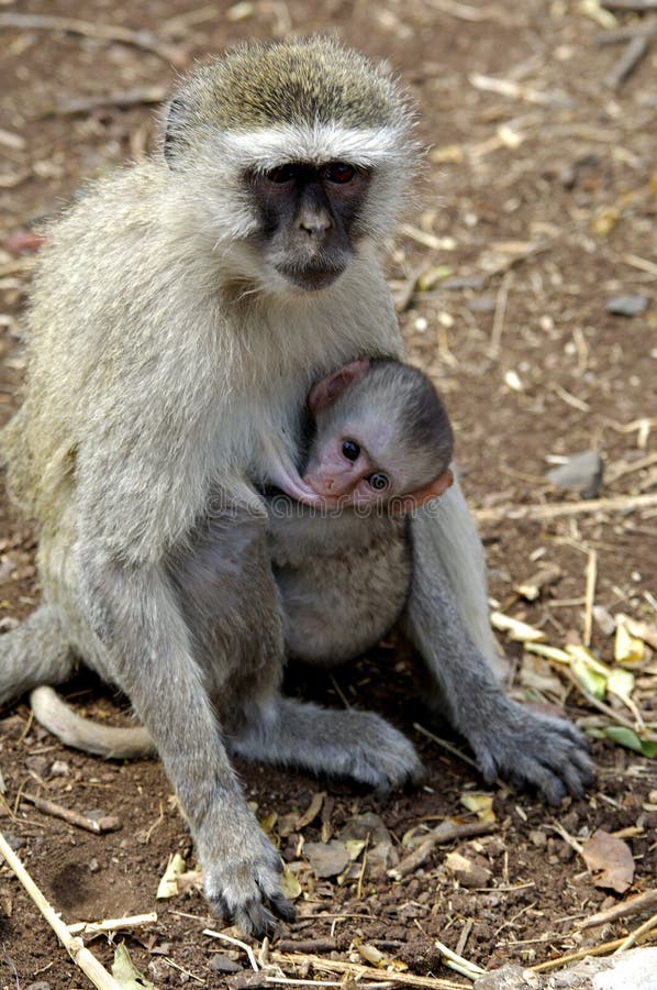 Monkey love stock image. Image of monkeys, nursing, kids - 2012715