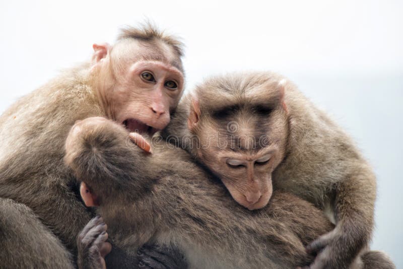 Monkey Love stock image. Image of touching, affection - 1558309