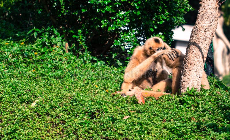 Monkey love stock image. Image of monkeys, nursing, kids - 2012715