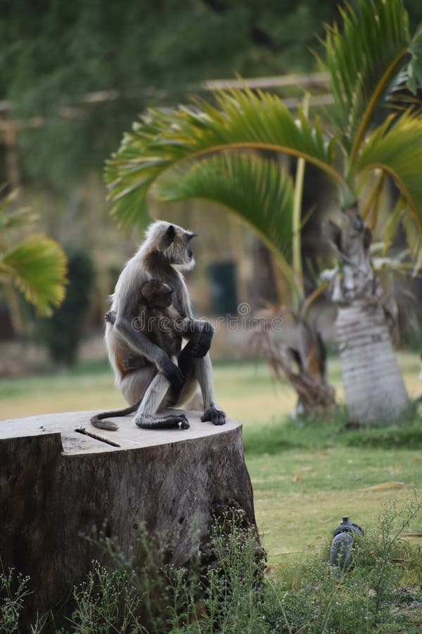 Monkey Love stock image. Image of touching, affection - 1558309