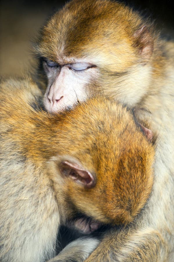 2 Monkeys Hugging Stock Photos - Free & Royalty-Free Stock Photos from ...
