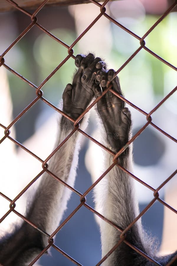 Two Monkeys Holding Hands Stock Photos - Free & Royalty-Free Stock ...