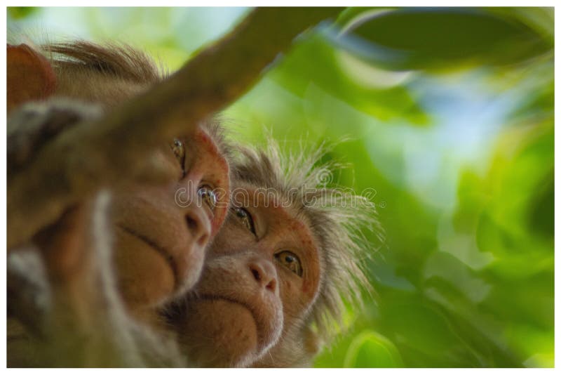 Monkey love stock photo. Image of monkey, meaning, branch - 95655128