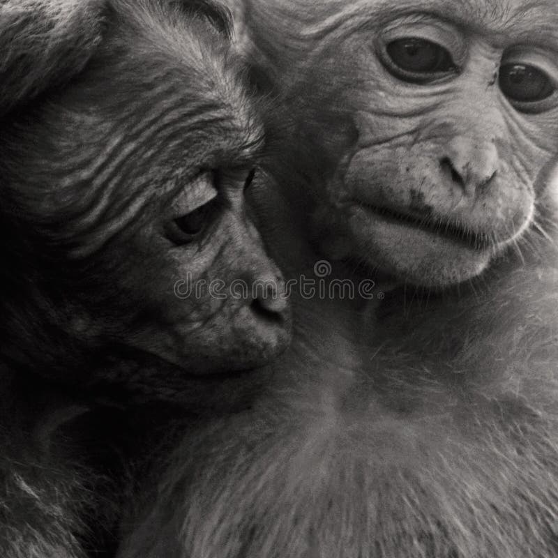 Monkey Love stock photo. Image of couples, embracing - 39453962