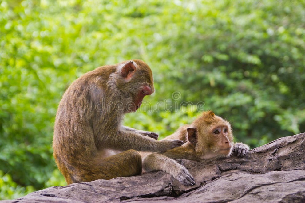 Monkey lover stock image. Image of horizontal, green - 25720315