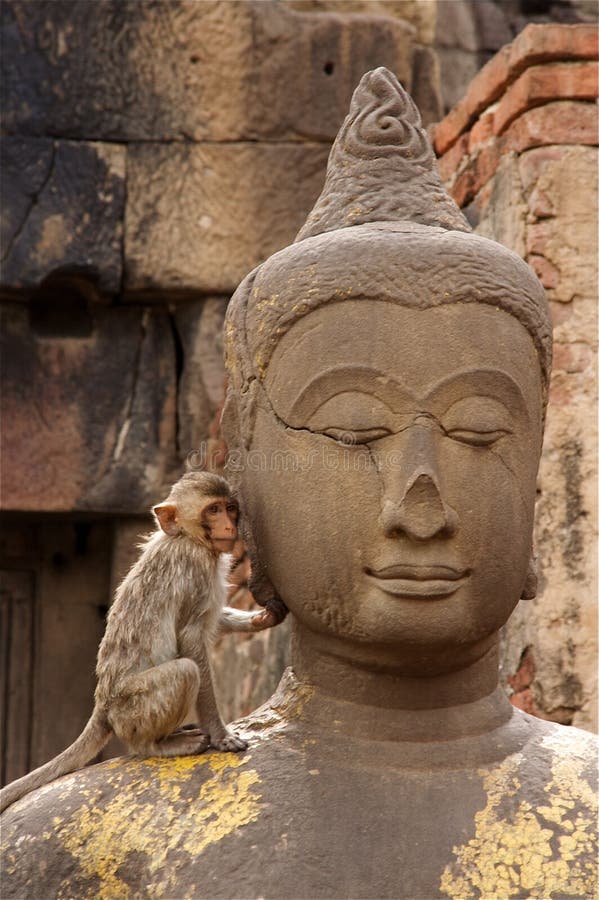 17+ Monkey praying Free Stock Photos - StockFreeImages