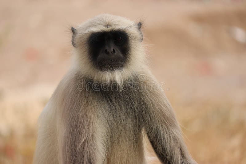 Monkey stock photo. Image of public, loyal, wild, forest - 133919066