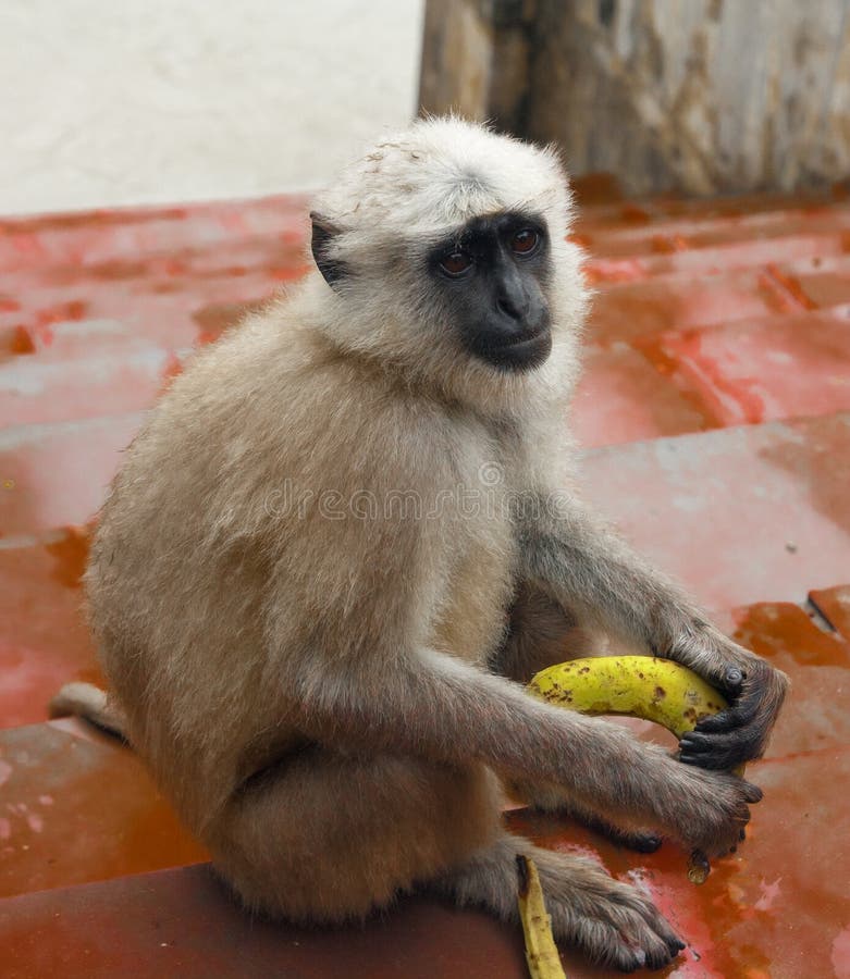 Monkey lunch stock photo. Image of monkey, face, eyes - 64246694