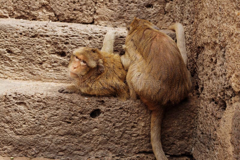 Monkey is Lying on Brick Floor. Stock Image - Image of monkeys, jungle ...