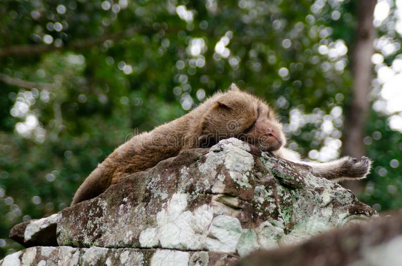 Monkey Lying on a Column at the Angkor Wat Temples Stock Photo - Image ...