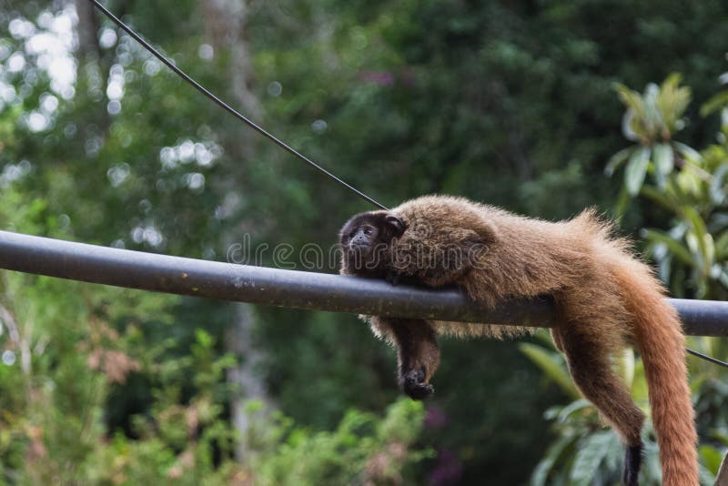 Monkey on Wire stock image. Image of playing, forest - 44141795