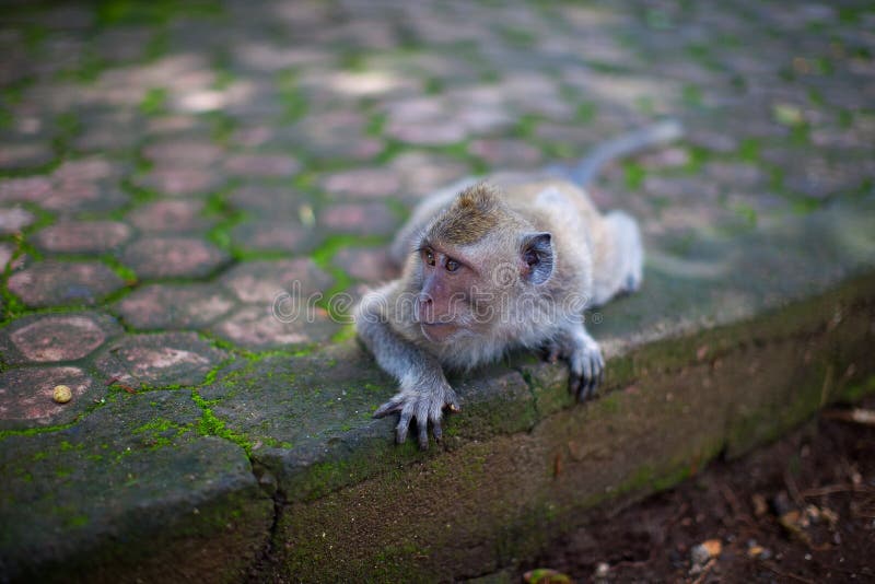 Monkey lying on a rock stock photo. Image of dangerous - 59092682