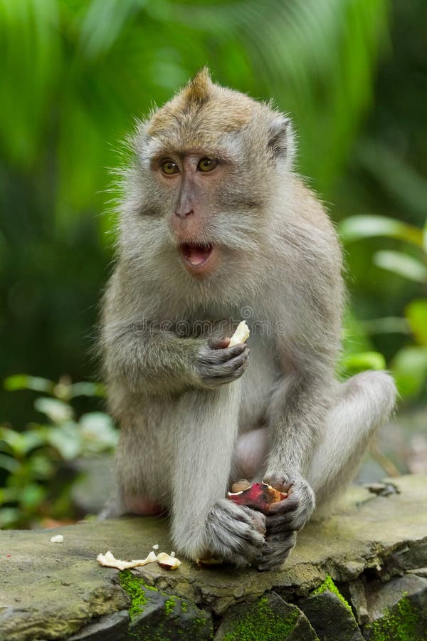 Monkey (Macaca Fascicularis) Stock Photo - Image of inquisitive, furry ...