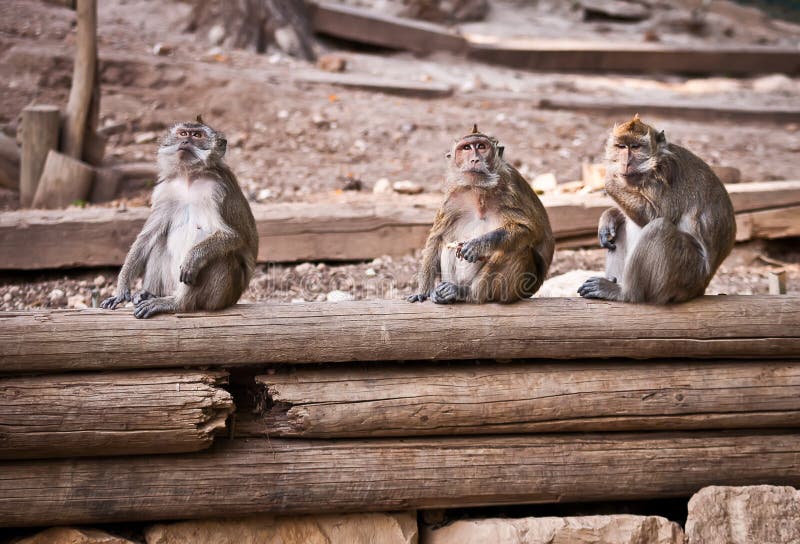 Monkey (Macaca Fascicularis) . Stock Image - Image of fascicularis ...