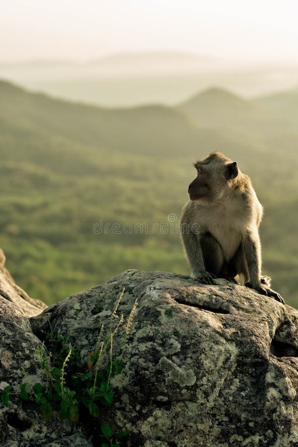 A Monkey Macaca Fascicularis with Funny Expression Stock Photo - Image ...