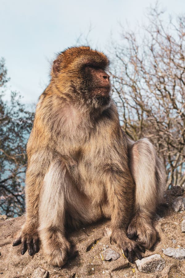 Monkey Macaca Perching on Sandy Ground Stock Image - Image of animal ...