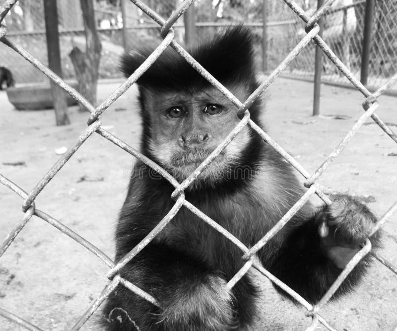 Monkey, macaco stock photo. Image of triste, blackwhite - 77202780