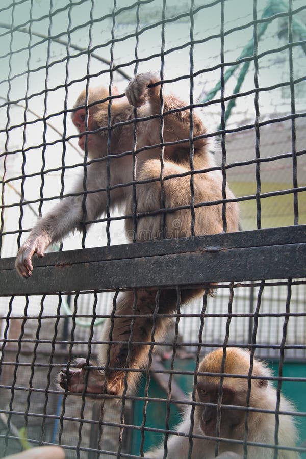 Monkey (Macacus fuscata) stock image. Image of head, captivity - 16234297
