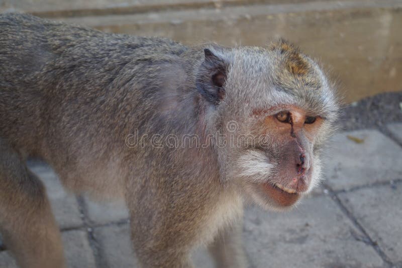 Monkey stock photo. Image of temple, scary, face, bali - 57193418