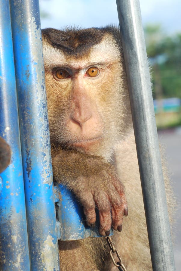 Monkey Macaque Coconut See stock photo. Image of head - 13431904