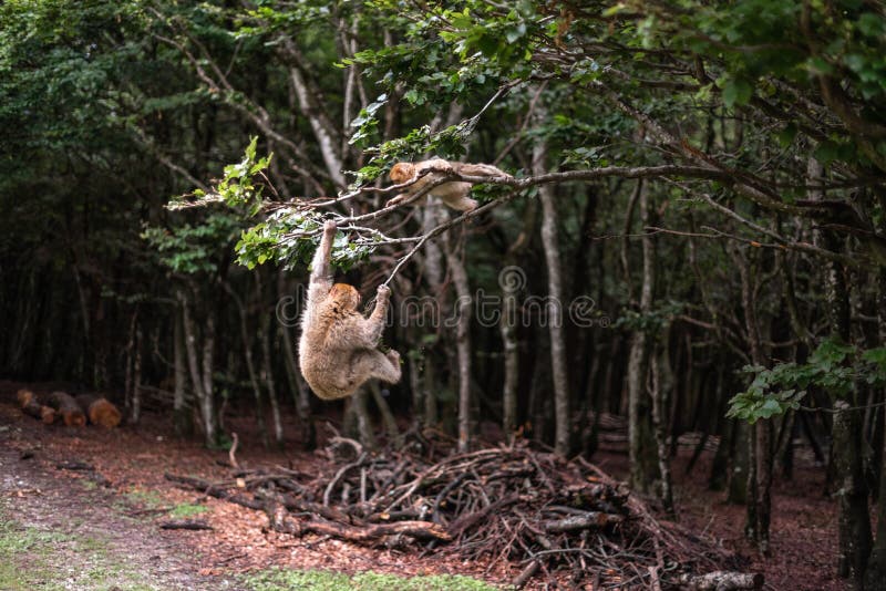 Monkey Barbary Macaque Falling from a Branch Playing Chasing Trees Jump ...