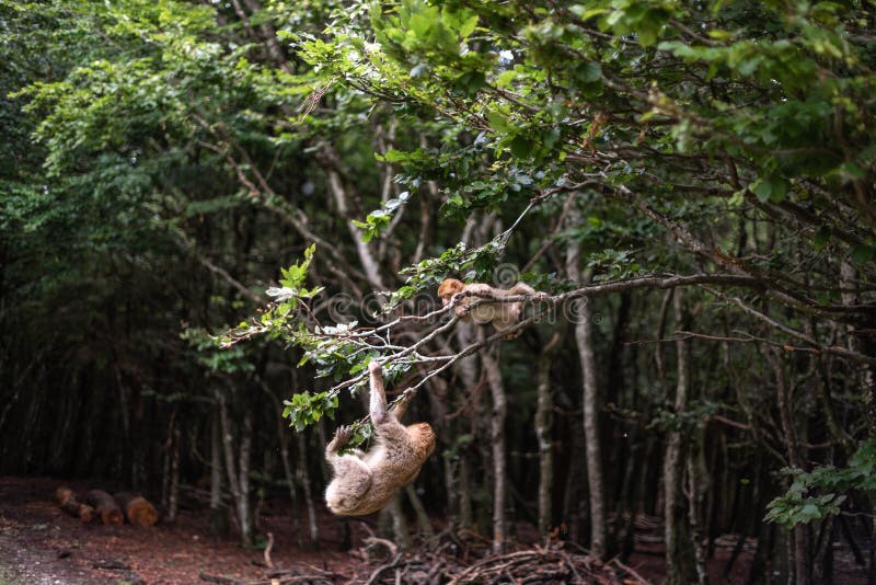 Monkey Barbary Macaque Falling from a Branch Playing Chasing Trees Jump ...