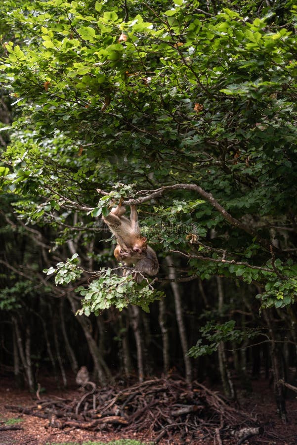 Monkey Barbary Macaque Falling from a Branch Playing Chasing Trees Jump ...