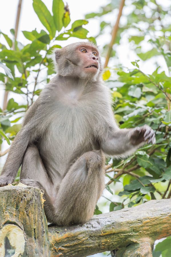 Monkey(Macaque) stock image. Image of asian, macaque - 72349593