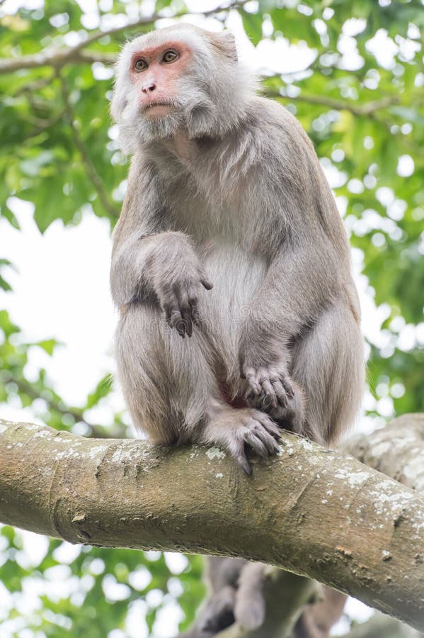 Monkey(Macaque) stock image. Image of macaca, mangrove - 72350955
