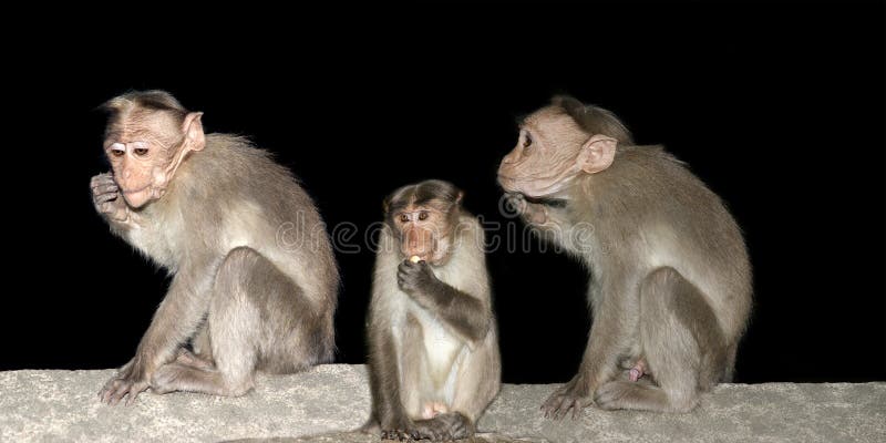 Monkey (macaque) stock photo. Image of animals, macaque - 38881544