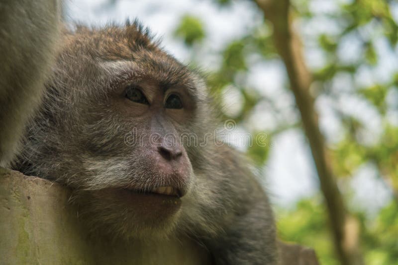 Monkey Macaque Macacca Portrait Face Bali Ubud Stock Photo - Image of ...