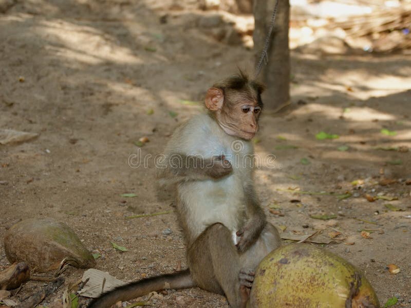 Monkey (macaque) in a Natural Environment Stock Image - Image of ...