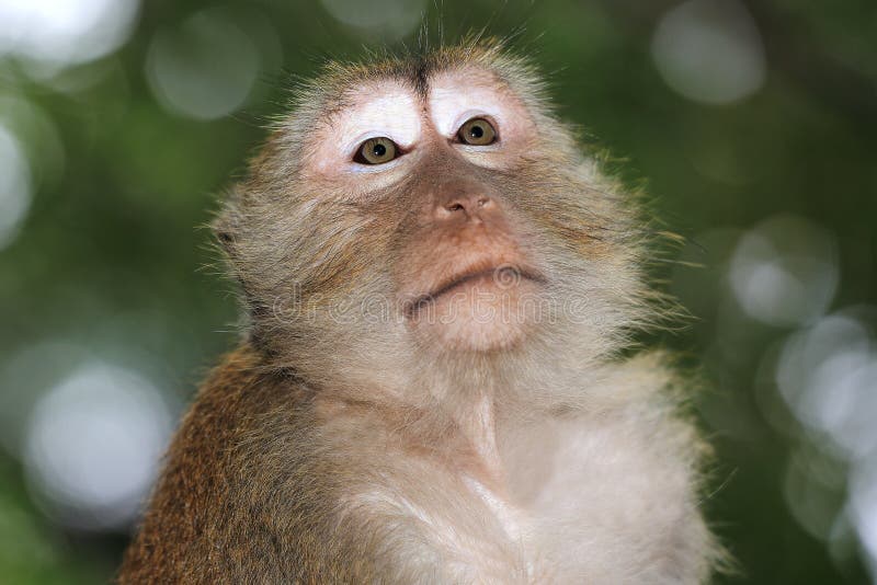 Grumpy monkey stock photo. Image of rainforest, appearance - 133921906