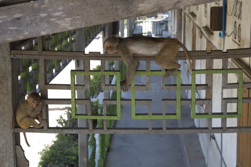 Monkey (macaque) stock image. Image of wildlife, nature - 62679497