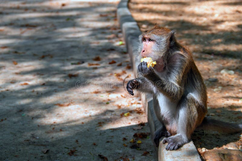 Monkey Macaques Sit on the Curb by the Road and Eat Corn. Side View ...