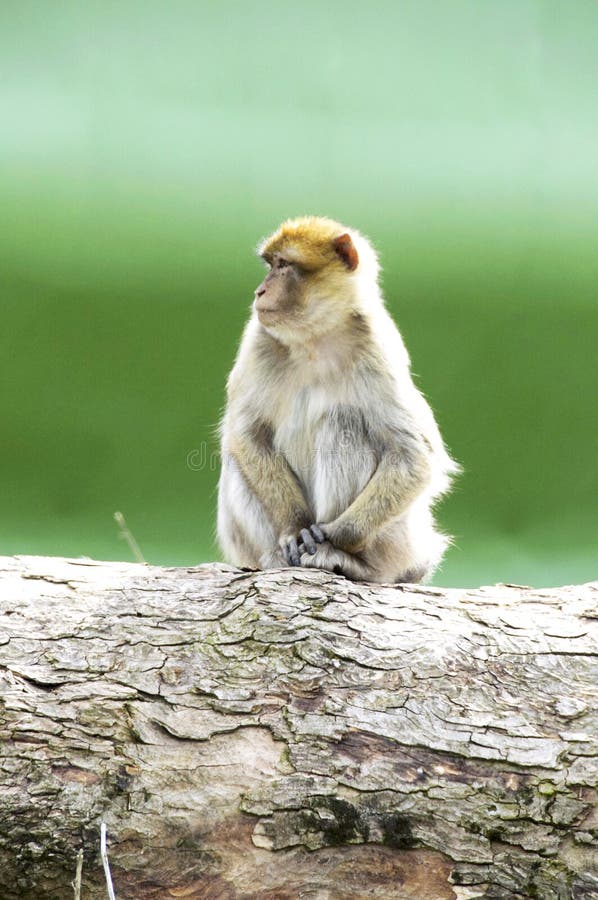 Monkey Madness stock image. Image of intelligent, time - 78153587