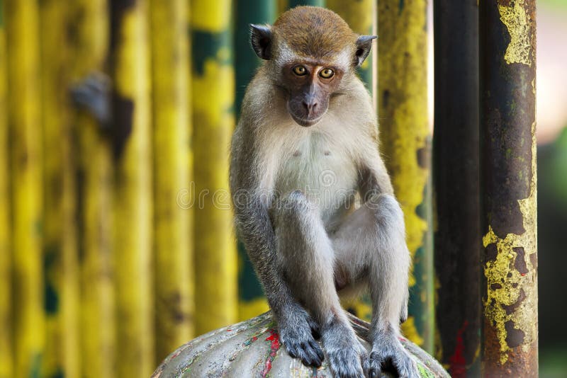 Monkey making a funny face stock image. Image of animalia - 75066733