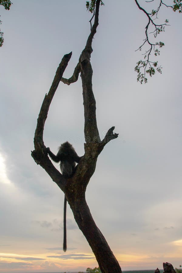 Monkey3, Malaysia stock photo. Image of nature, wildlife - 117004352