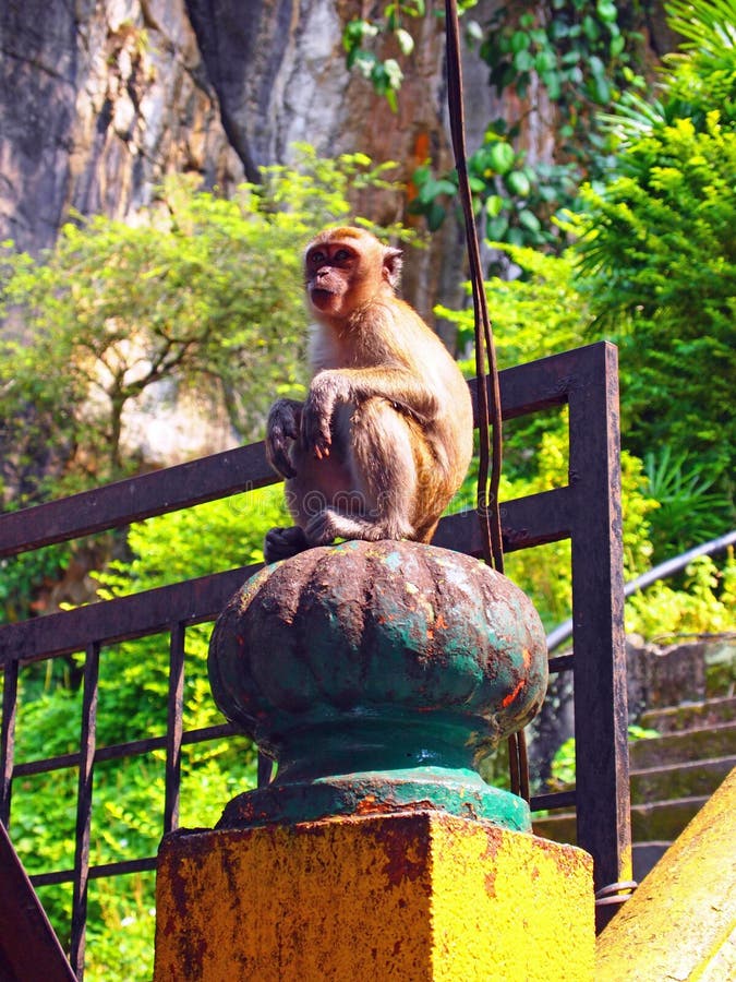 Monkey at the Malaysian Batu Caves Stock Photo - Image of nature, caves ...
