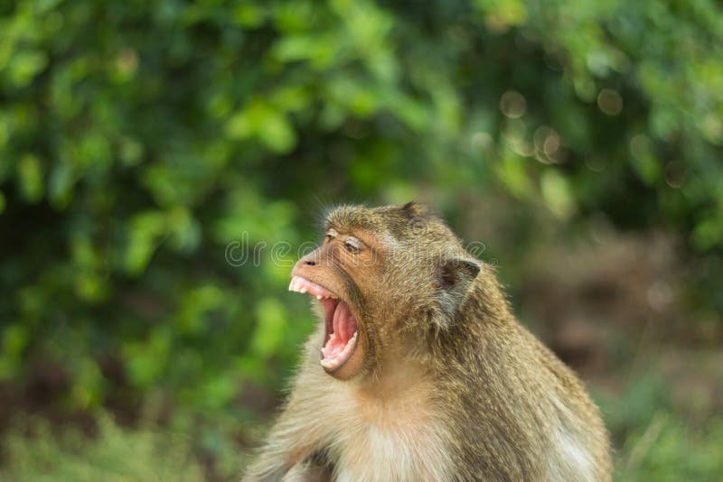 Monkey stock photo. Image of angry, national, face, portrait - 48934348