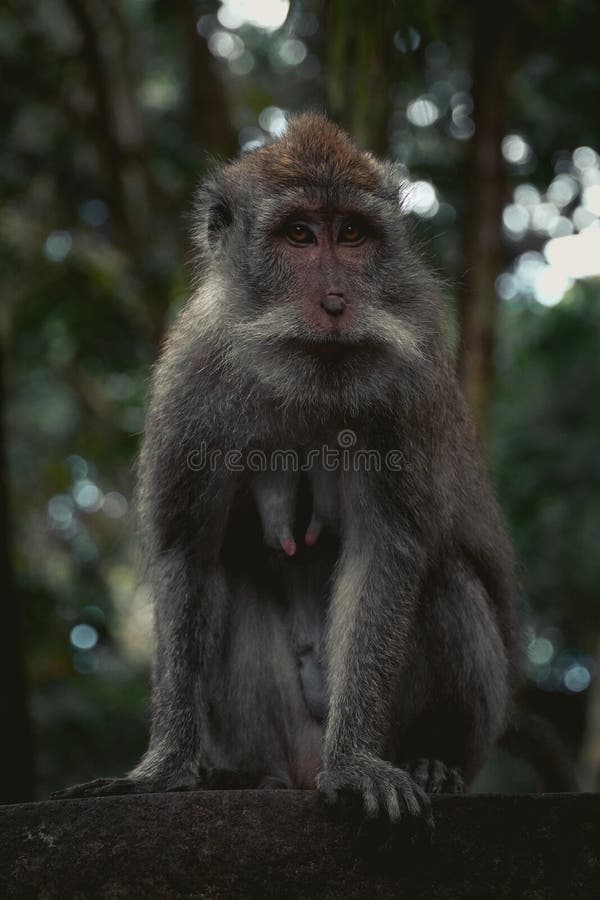Monkey Mama. Ubud, Bali. stock image. Image of posing - 257602619