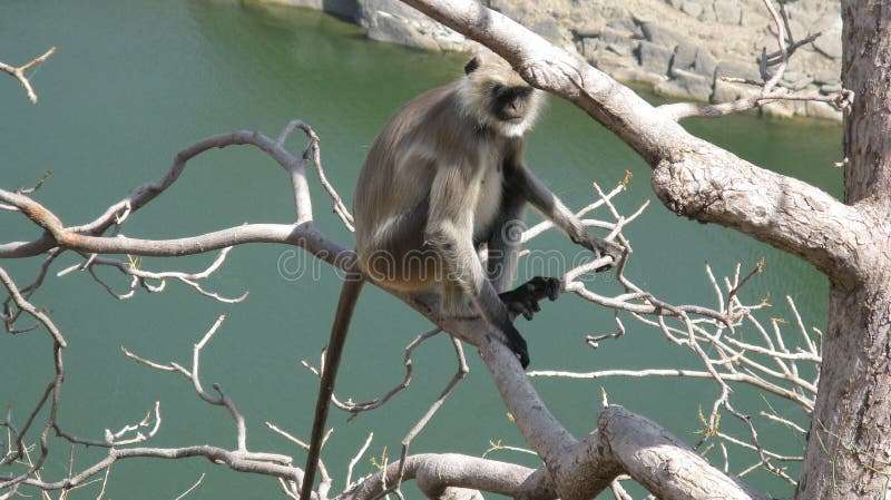 Monkey man stock photo. Image of hill, proud, green, view - 69938632
