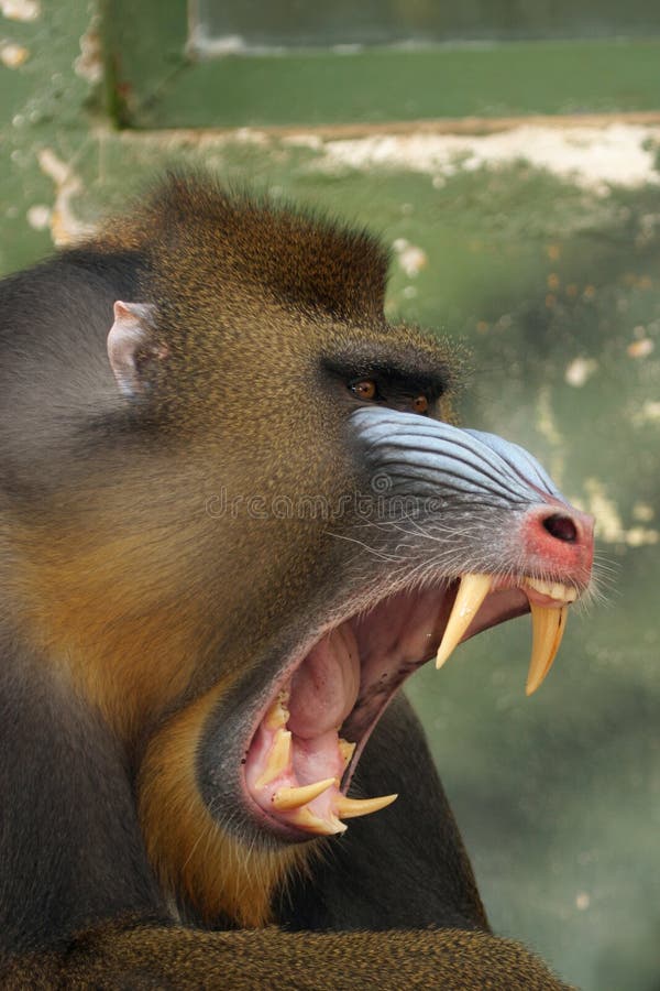 Mandrill Baboon Teeth