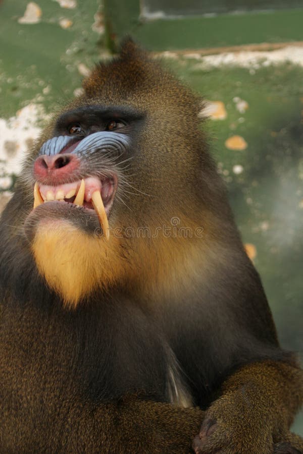 Mandrill, Mandrillus Sphinx, 22 Years Old Stock Image - Image of ...
