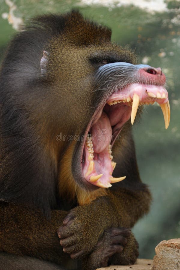 Mandrill Attack