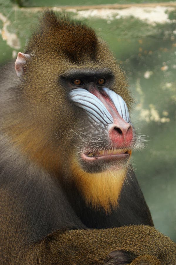 Monkey Mandrill stock photo. Image of head, blue, teeth - 1535200