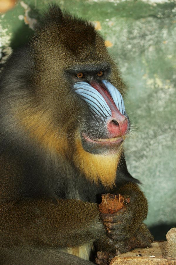 Monkey Mandrill stock photo. Image of head, blue, teeth - 1535200
