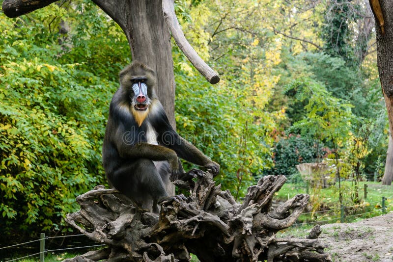 Monkey Mandrill Sits on a Tree Stock Image - Image of animal, natural ...